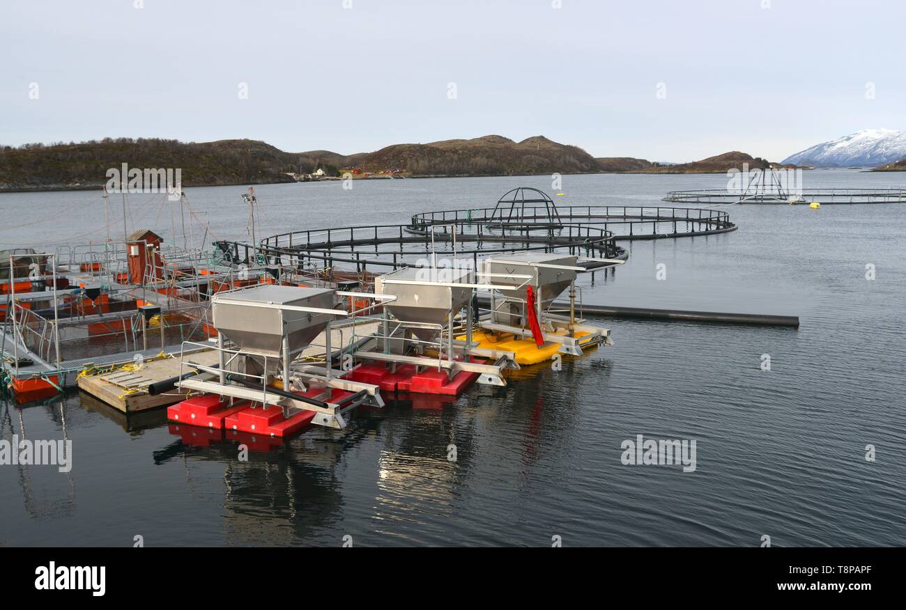 Fish a feeding station hi-res stock photography and images - Alamy