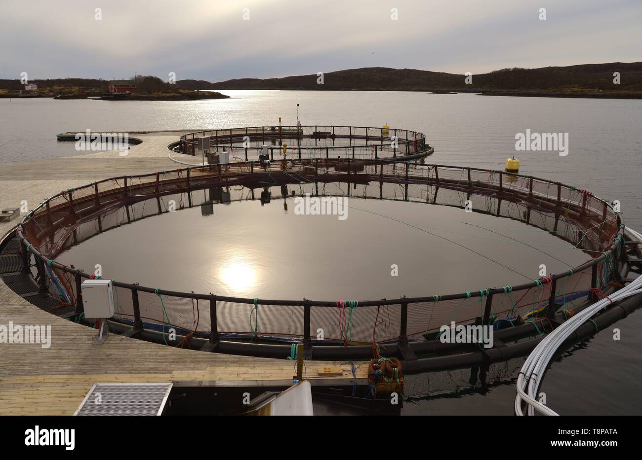 A salmon breeding station near Brønnøysund | usage worldwide Stock ...