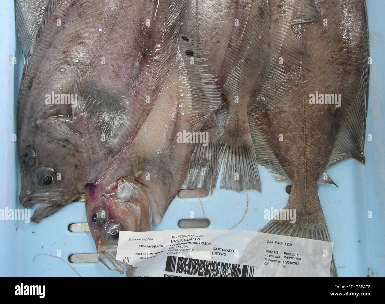 Cornish sole hi-res stock photography and images - Alamy