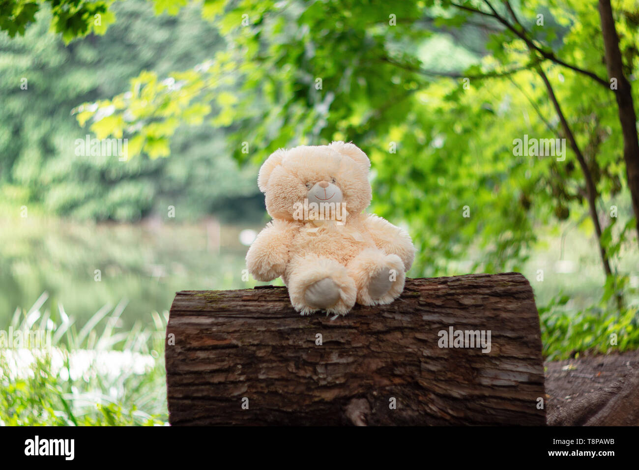 Teddy bear on the tree Stock Photo - Alamy