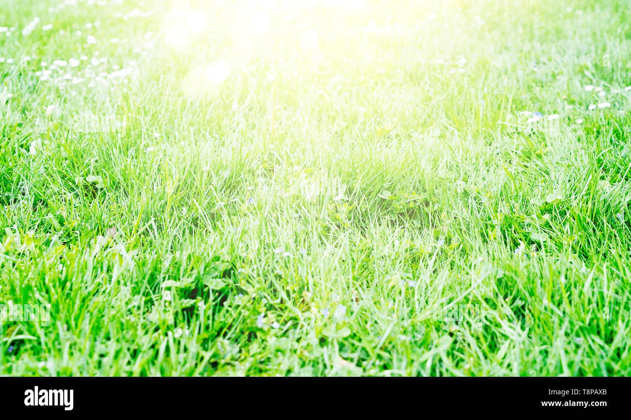 fresh green grass Stock Photo - Alamy