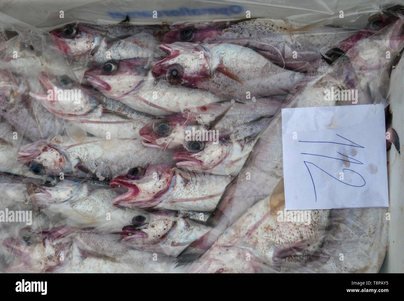 fresh Brotola de Fango, fish-market , Port Andratx, April 15, 2019 ...