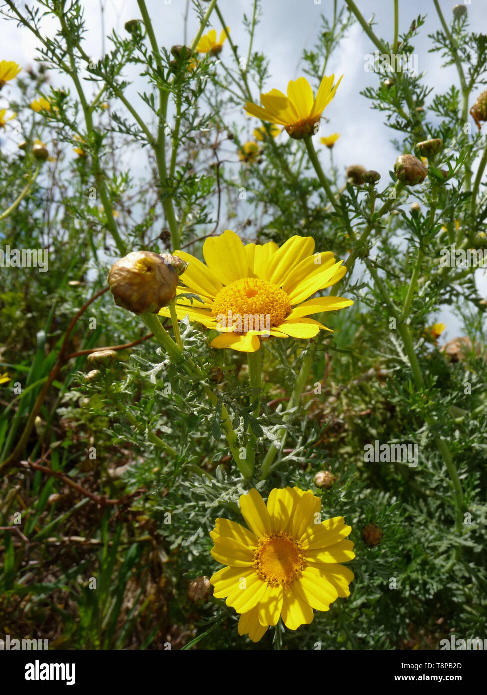Yellow blooming Anthemis tinctoria at the south coast in Sicily, Italy ...