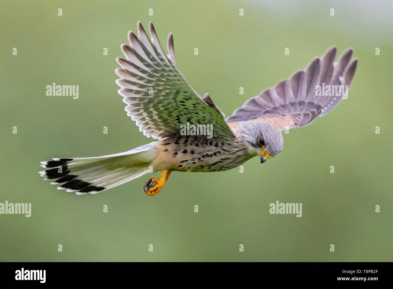 Common Kestrel (Falco tinnunculus) male flying close-up, Baden ...