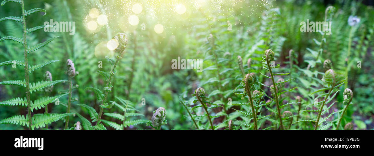 green ferm sprouts under sun Stock Photo - Alamy