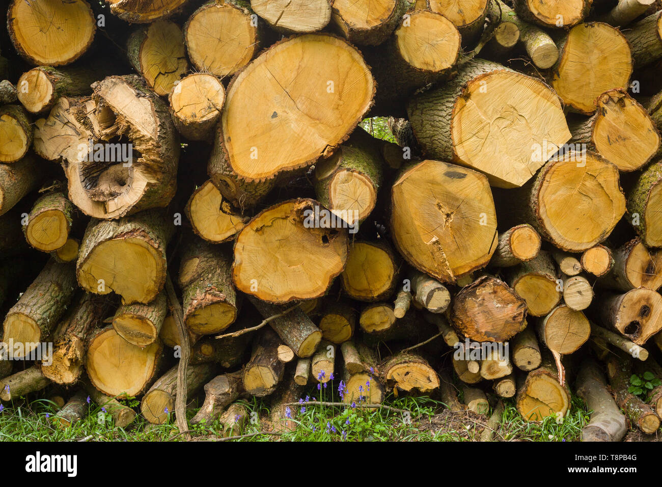 Thames beech hi-res stock photography and images - Alamy
