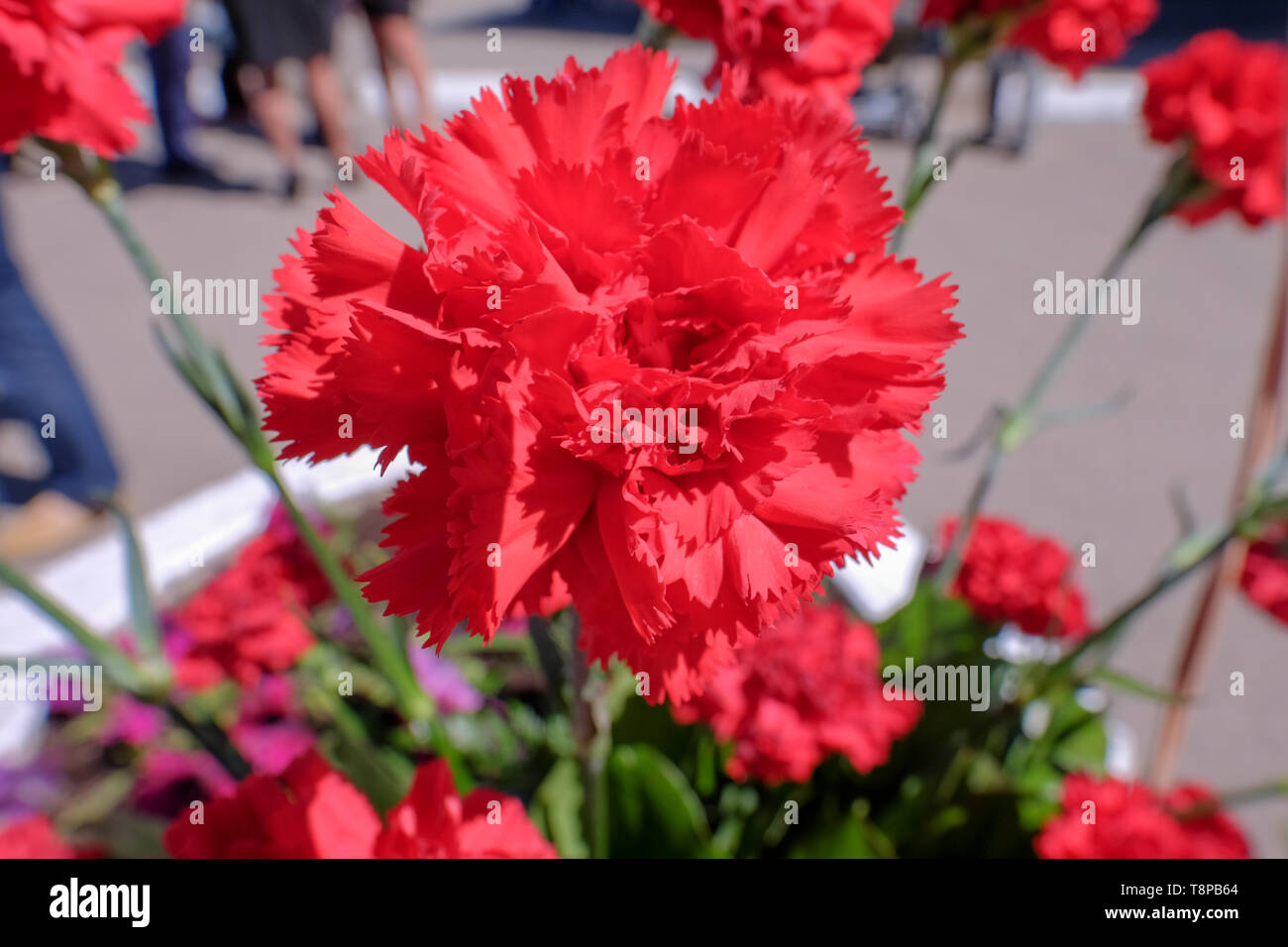 Red Carnation Flower bouquet Stock Photo - Alamy