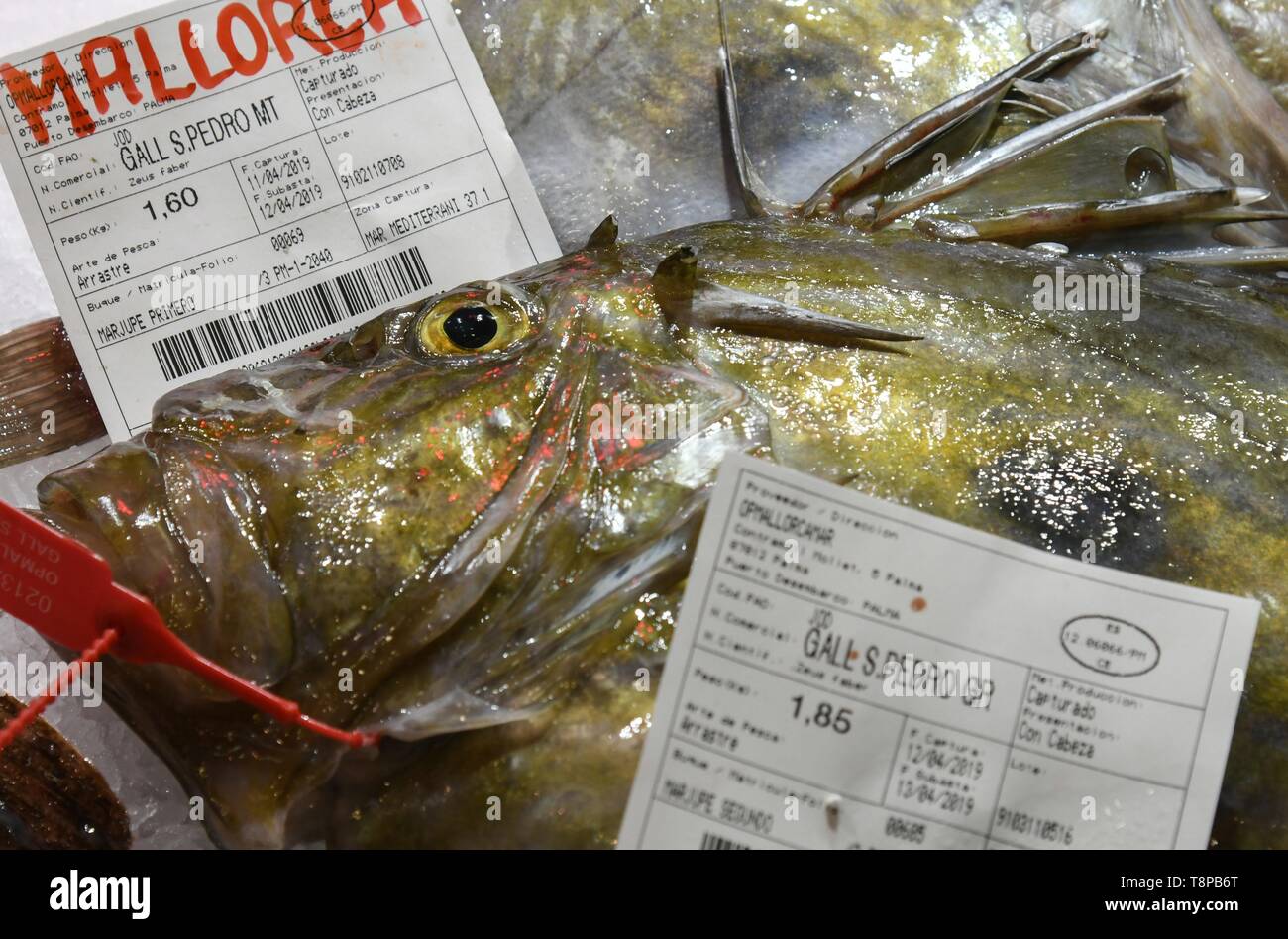 fresh John Dory, fish-market , Palma de Mallorca, April 13, 2019 ...