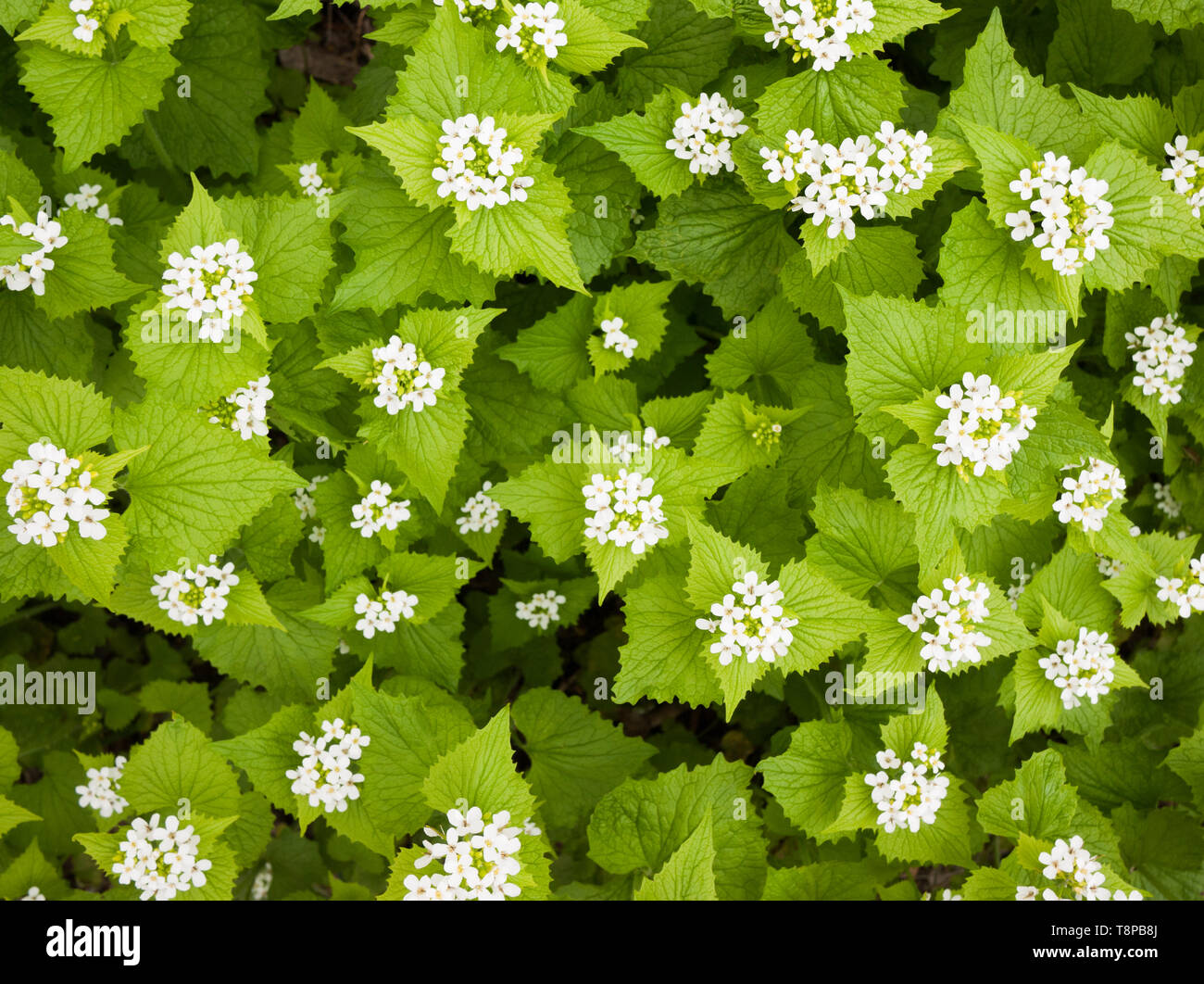Green plants nature background Stock Photo - Alamy