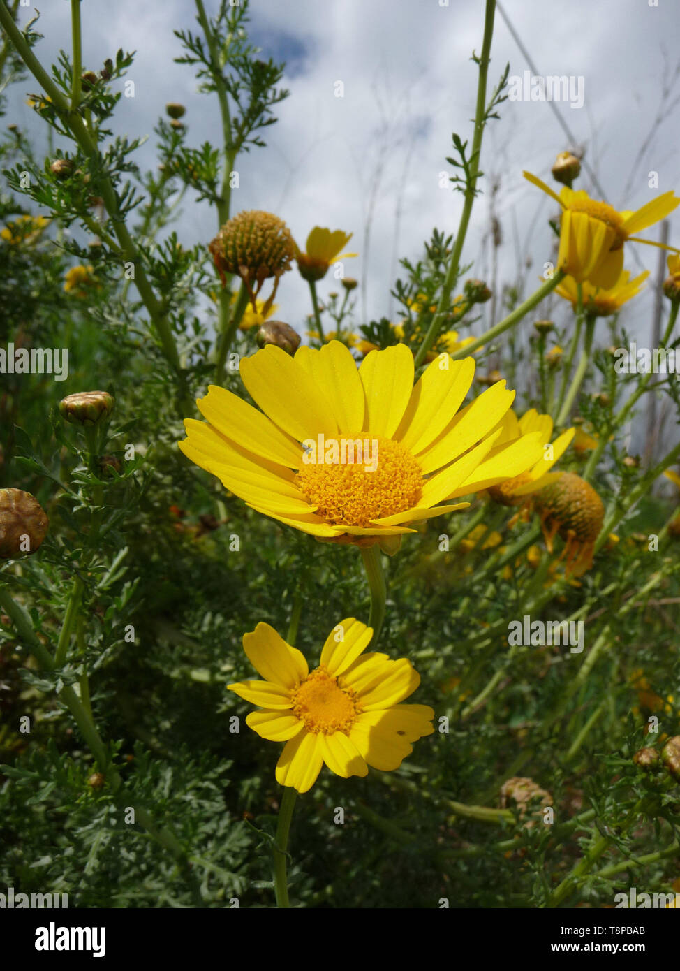 Yellow blooming Anthemis tinctoria at the south coast in Sicily, Italy ...