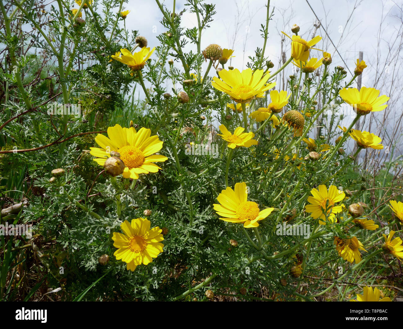 Yellow blooming Anthemis tinctoria at the south coast in Sicily, Italy ...