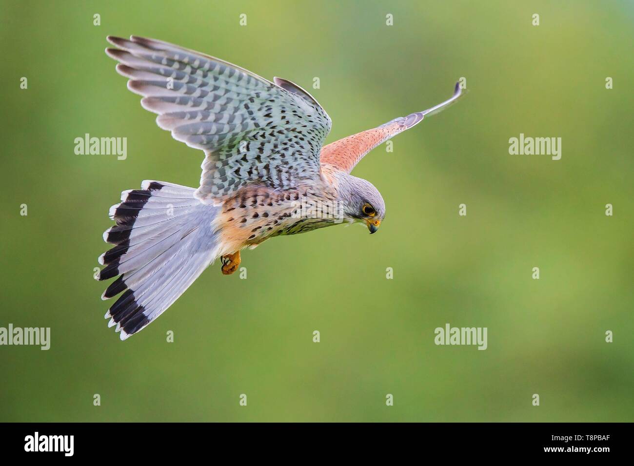 Common Kestrel (Falco tinnunculus) male flying close-up, Baden ...