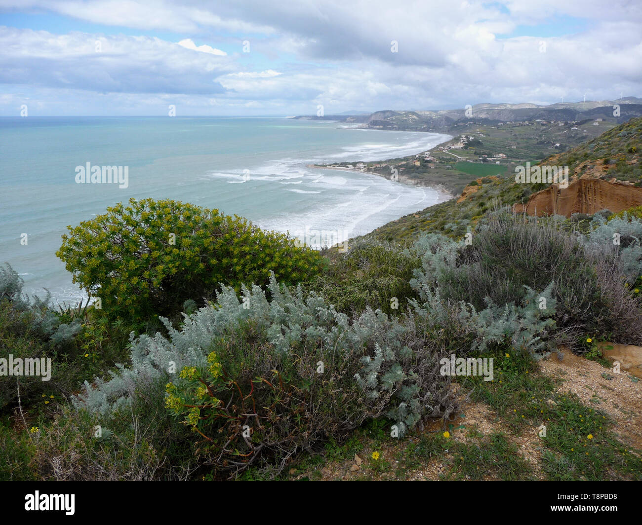 Mediterranean macchia plants at the south coast of Sicily, Italy, 8 ...