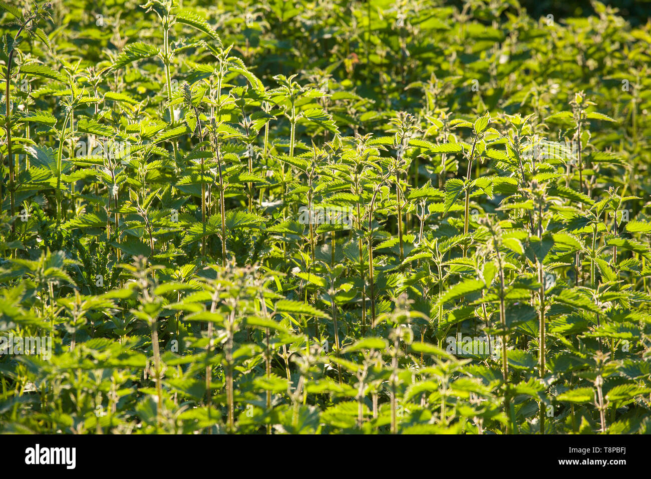 Spring nettle hi-res stock photography and images - Alamy