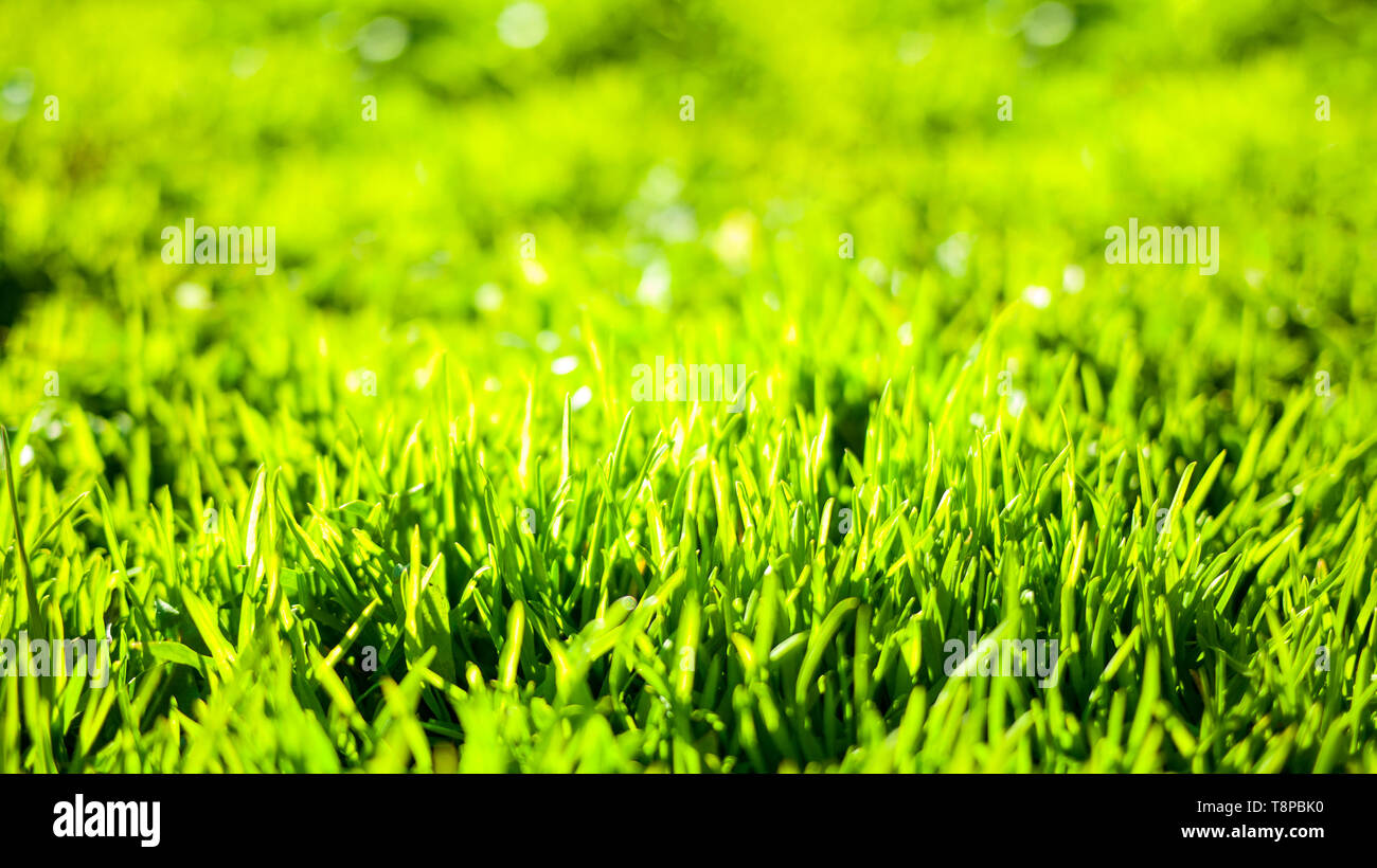 Green field grass blurred background hi-res stock photography and ...