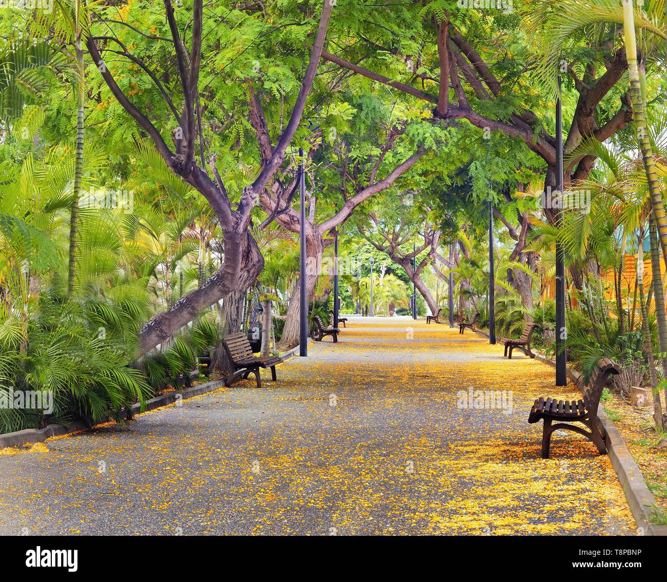 A rambla with large trees planted on both sides, which grow together ...