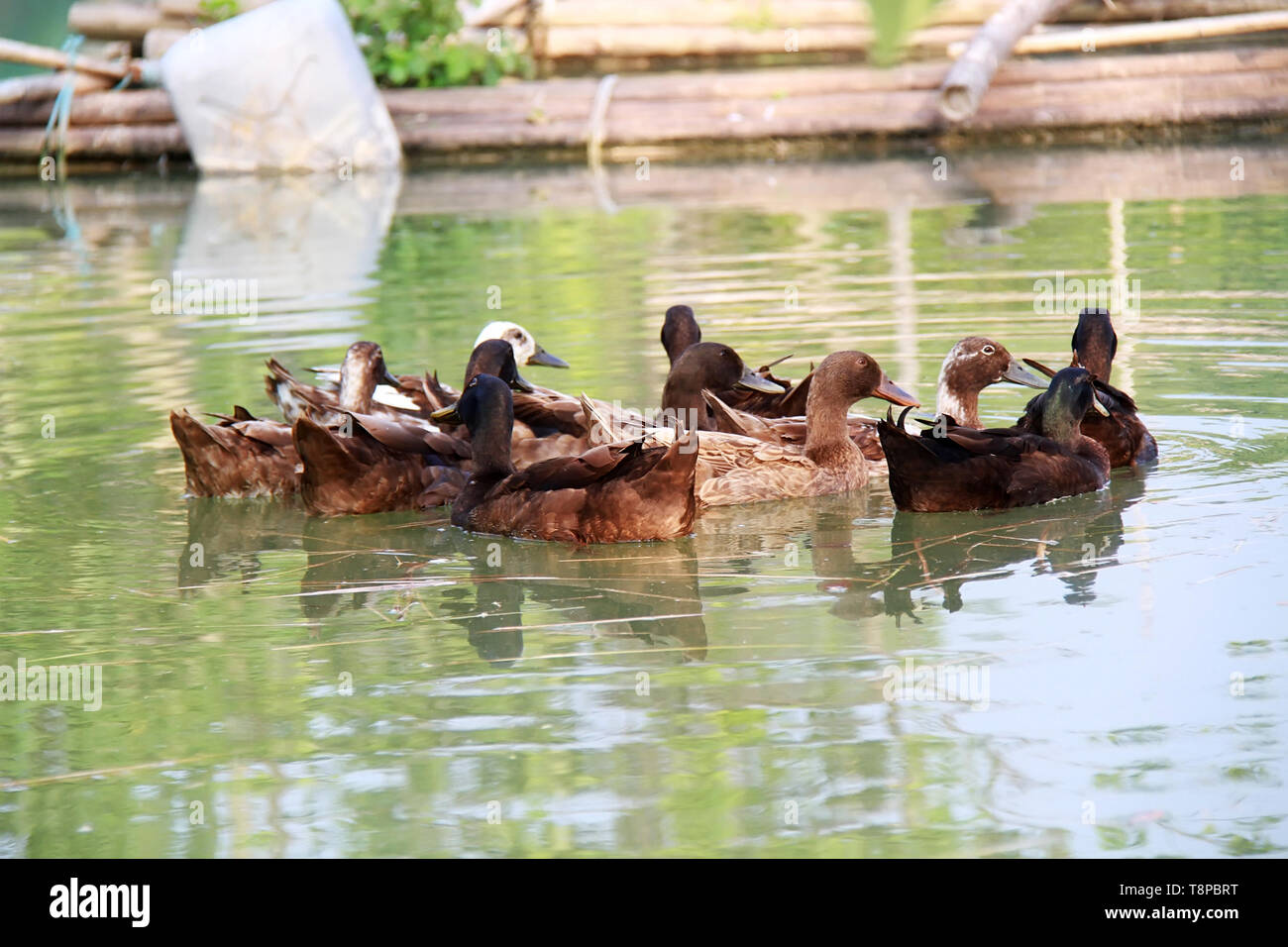 Ducks swimming and playing on an organic farm rural Stock Photo - Alamy