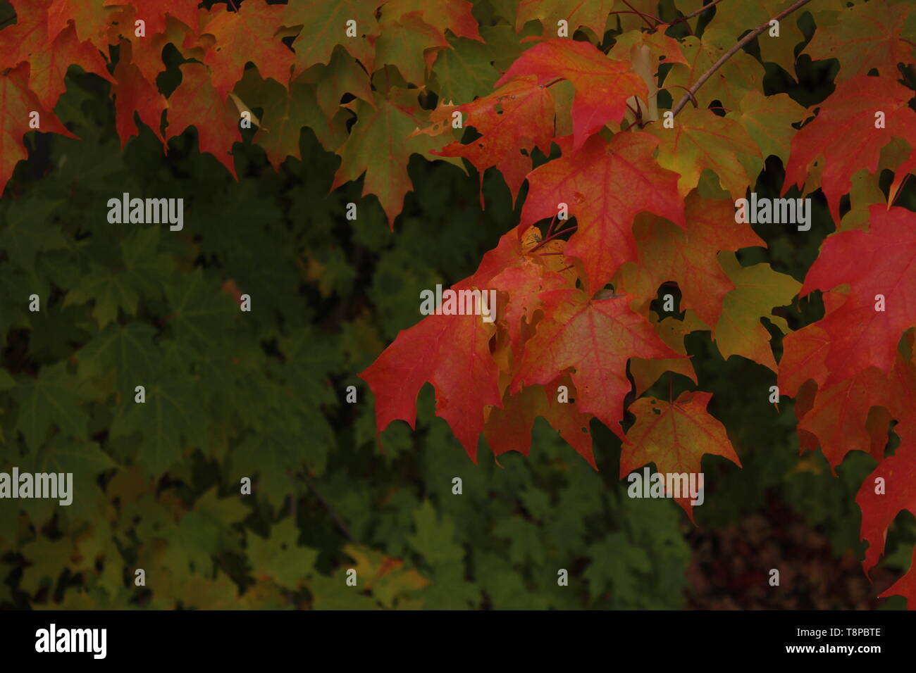 Fall Leaves during Transition Stock Photo - Alamy