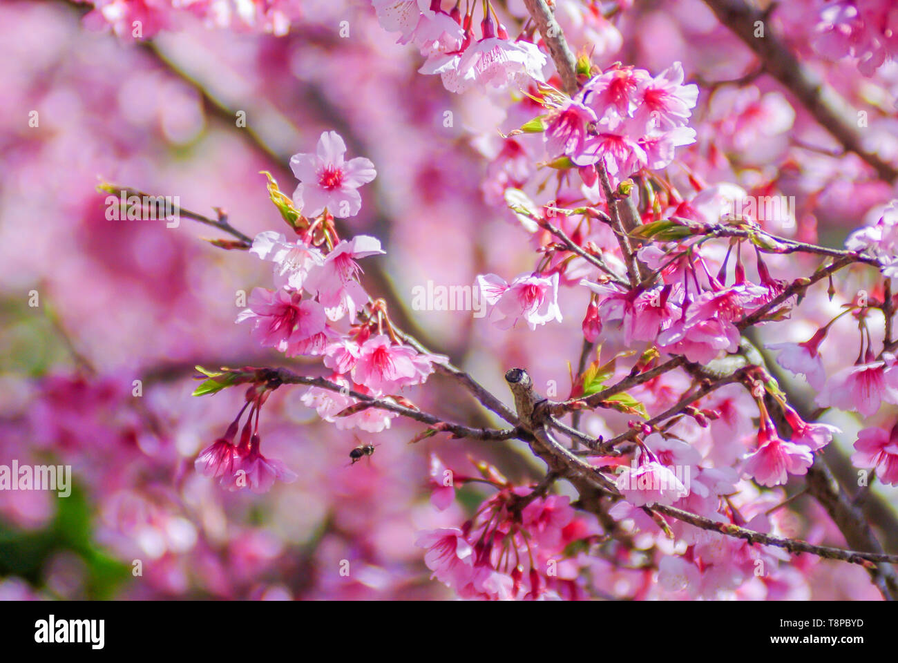Spring time with beautiful cherry blossoms, pink sakura flowers Stock ...