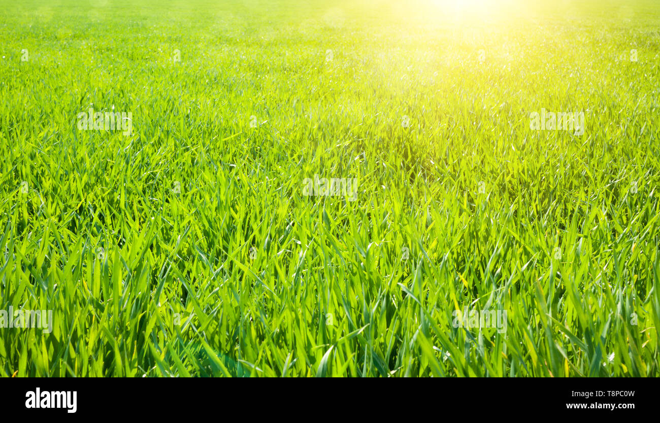 Nature background with green grass Stock Photo - Alamy