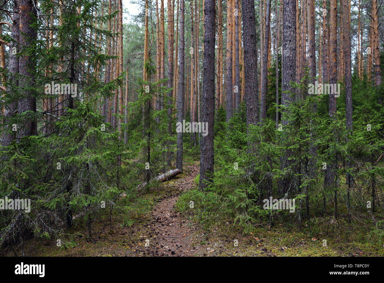 Coniferous landscape hi-res stock photography and images - Alamy