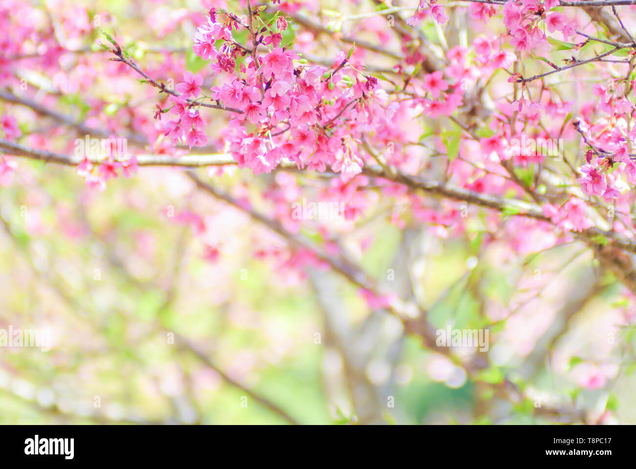 Spring time with beautiful cherry blossoms, pink sakura flowers Stock ...