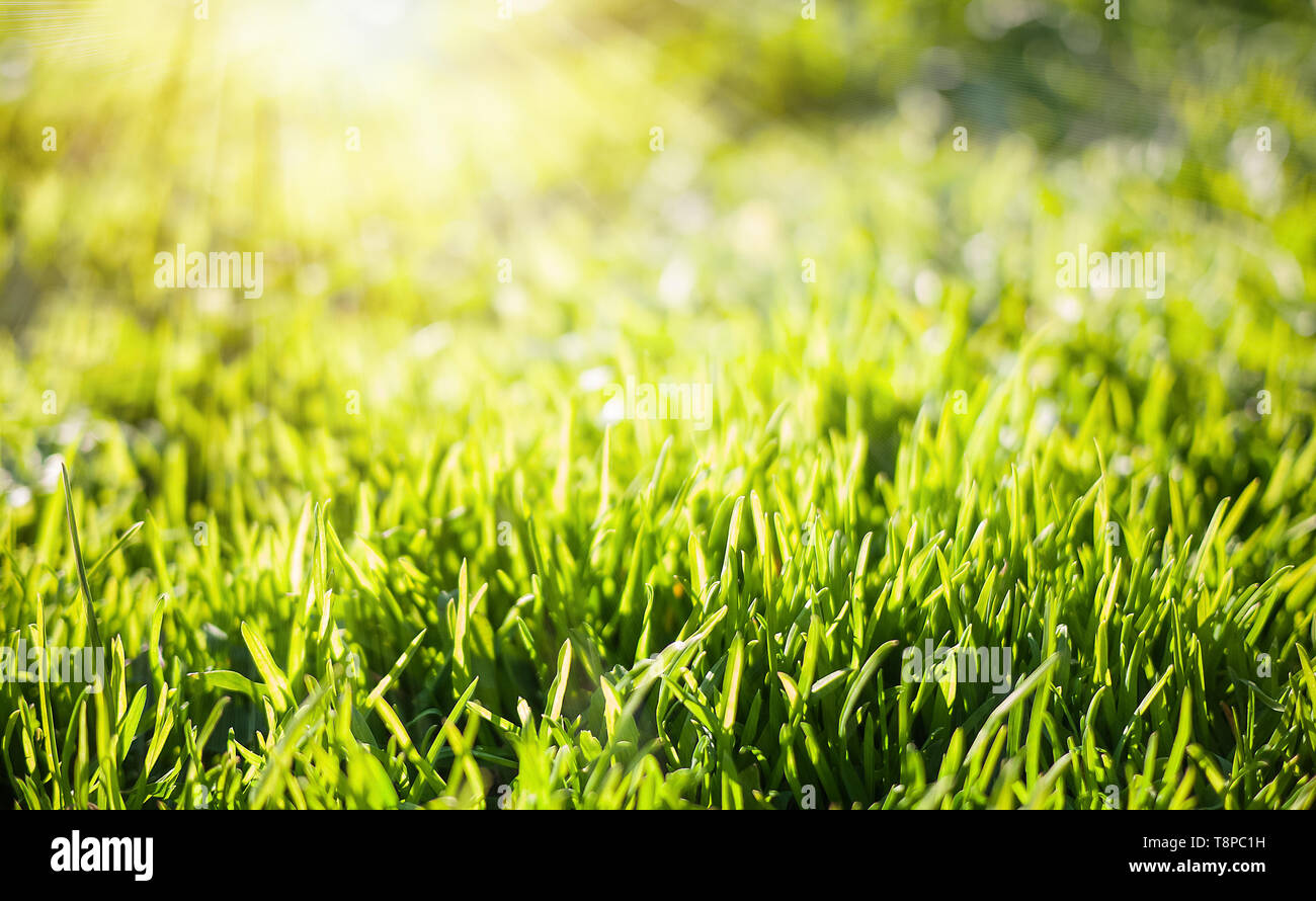 Spring nature background with green grass Stock Photo - Alamy