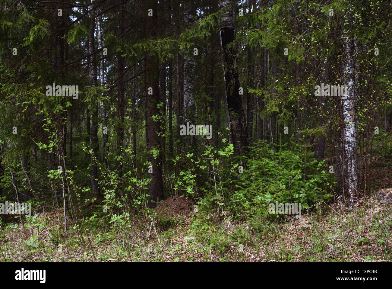 Landscape. Northern coniferous forest in mid-spring Stock Photo - Alamy