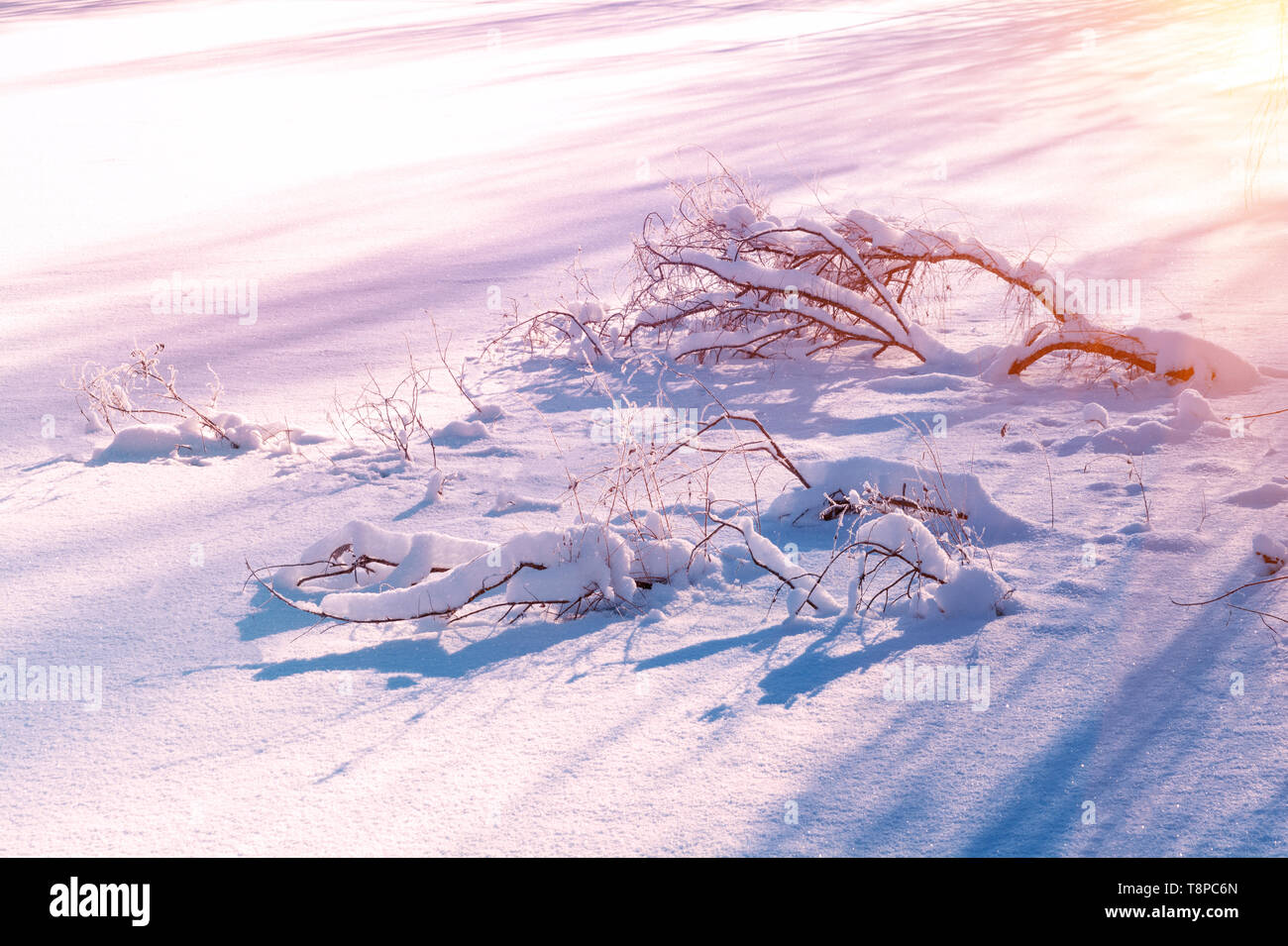 Winter landscape. Winter trees covered with snow lying on graund. Sky ...