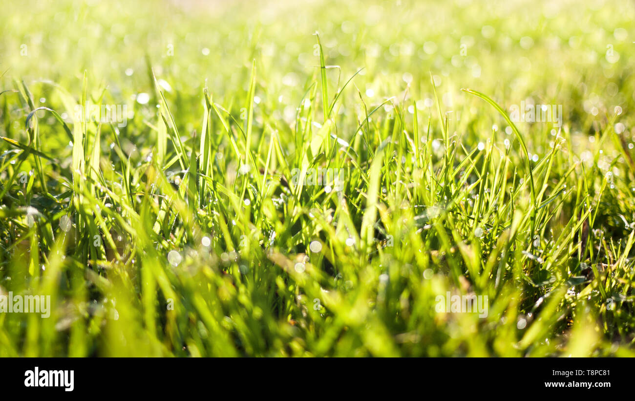 Spring nature background with green grass Stock Photo - Alamy