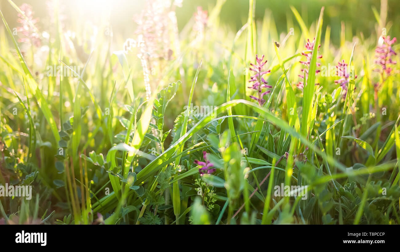 Spring nature background with green grass and flowers Stock Photo - Alamy