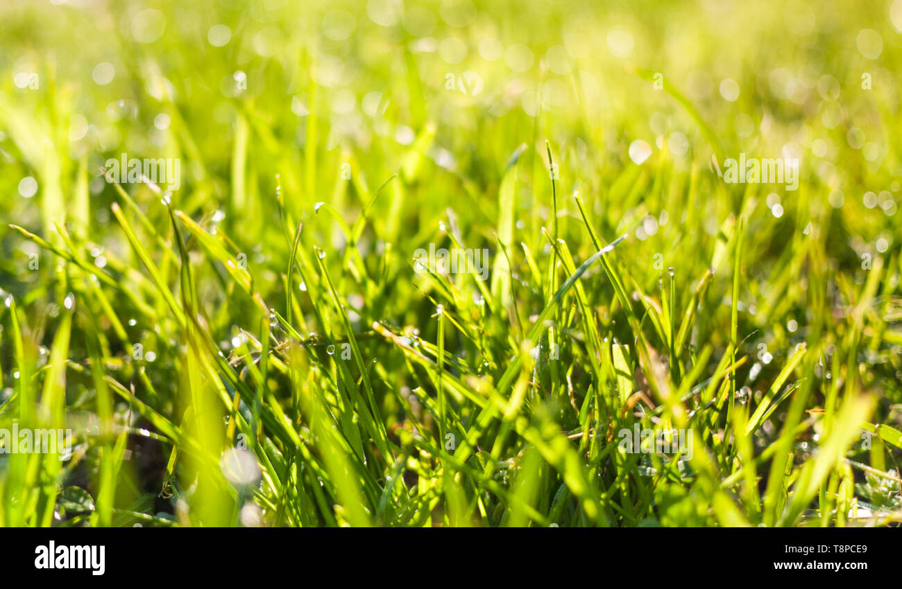 Spring nature background with green grass Stock Photo - Alamy