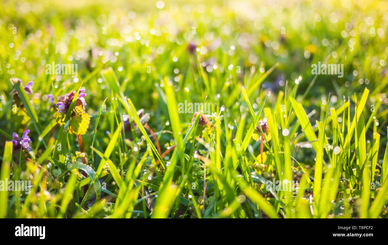 Nature background with green grass and flowers Stock Photo - Alamy