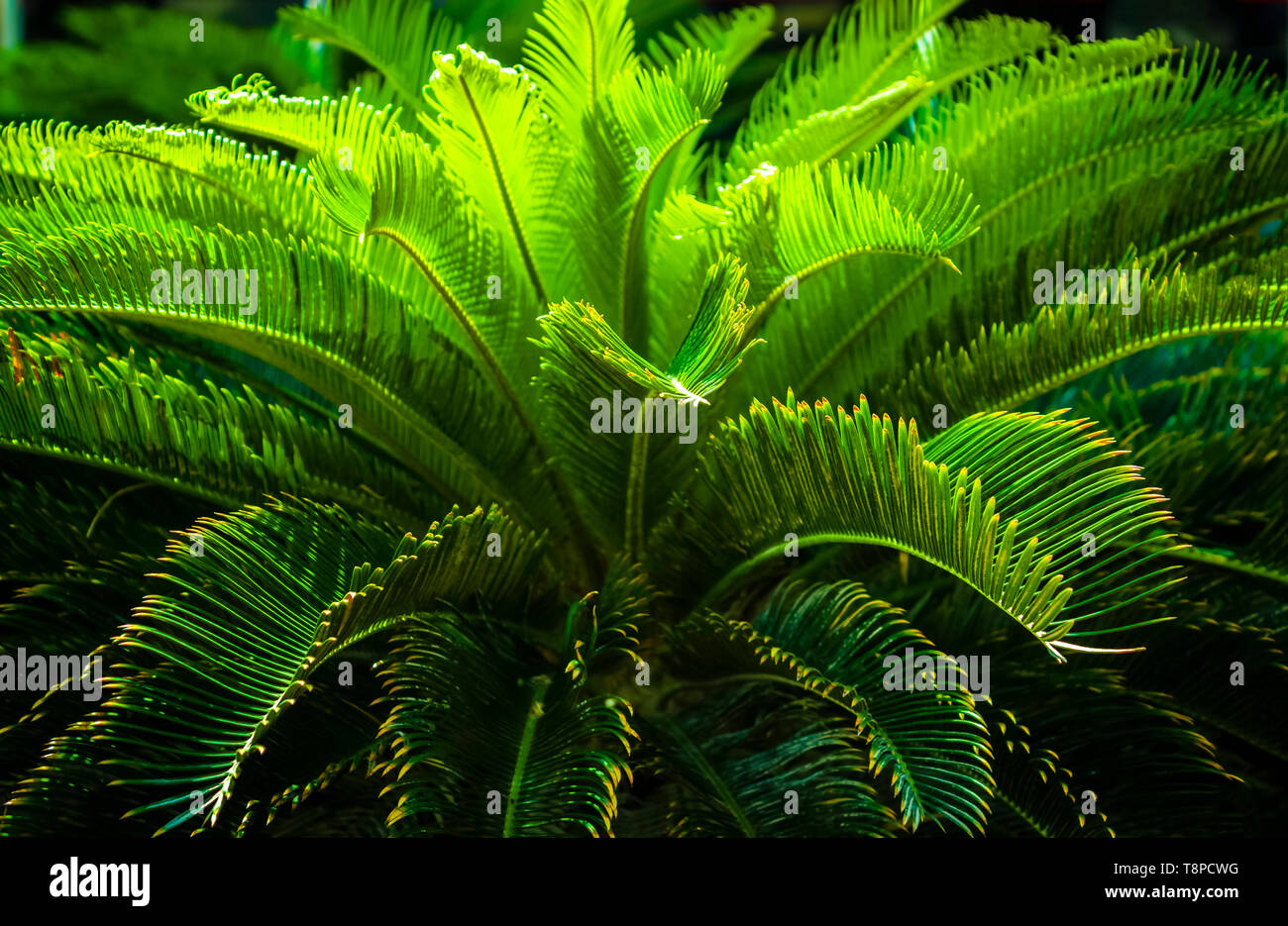 Decorative palm trees on the street of the southern city Stock Photo ...