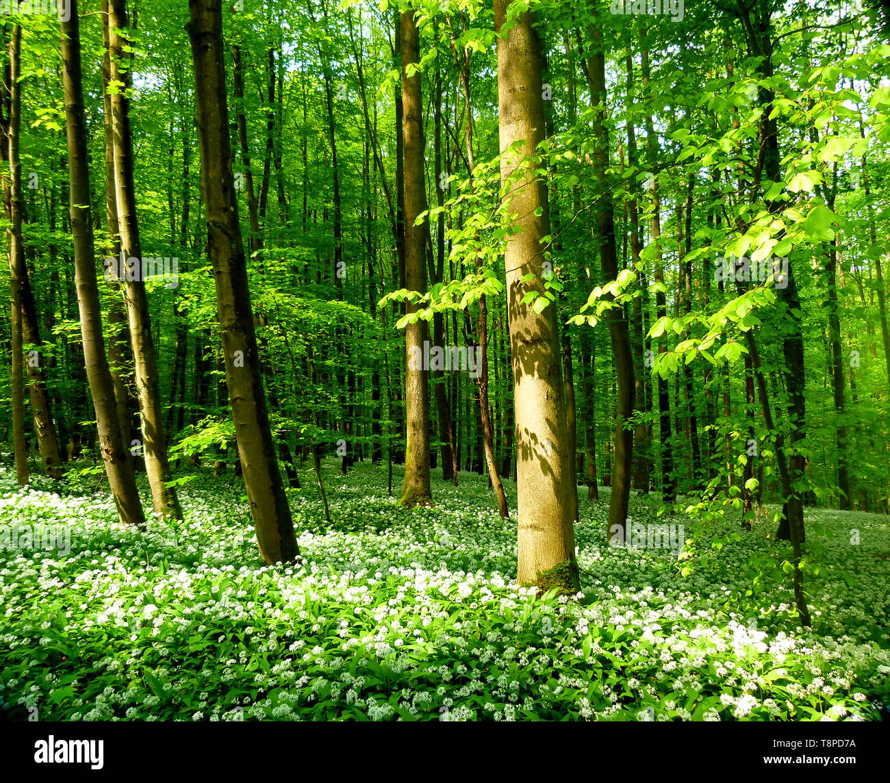 Deciduous forest spring hi-res stock photography and images - Alamy