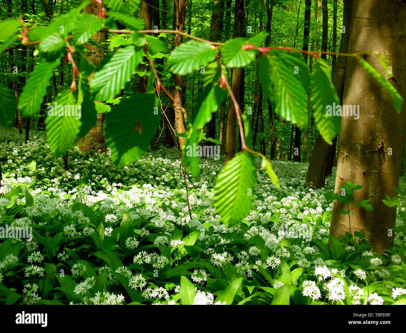 beautiful spring forest with young leaves and wild garlic Stock Photo ...