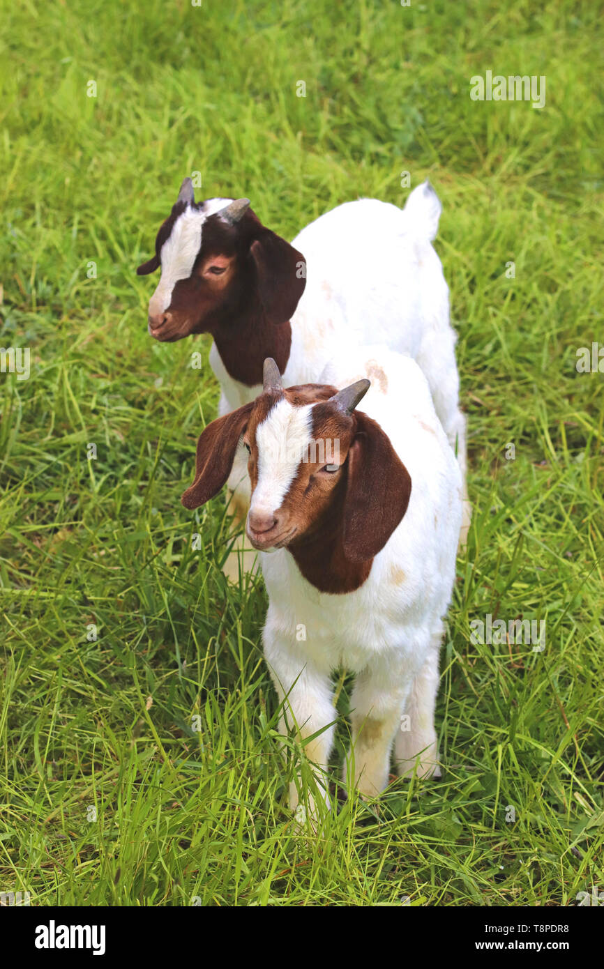 two boer kid goats standing on a meadow Stock Photo - Alamy
