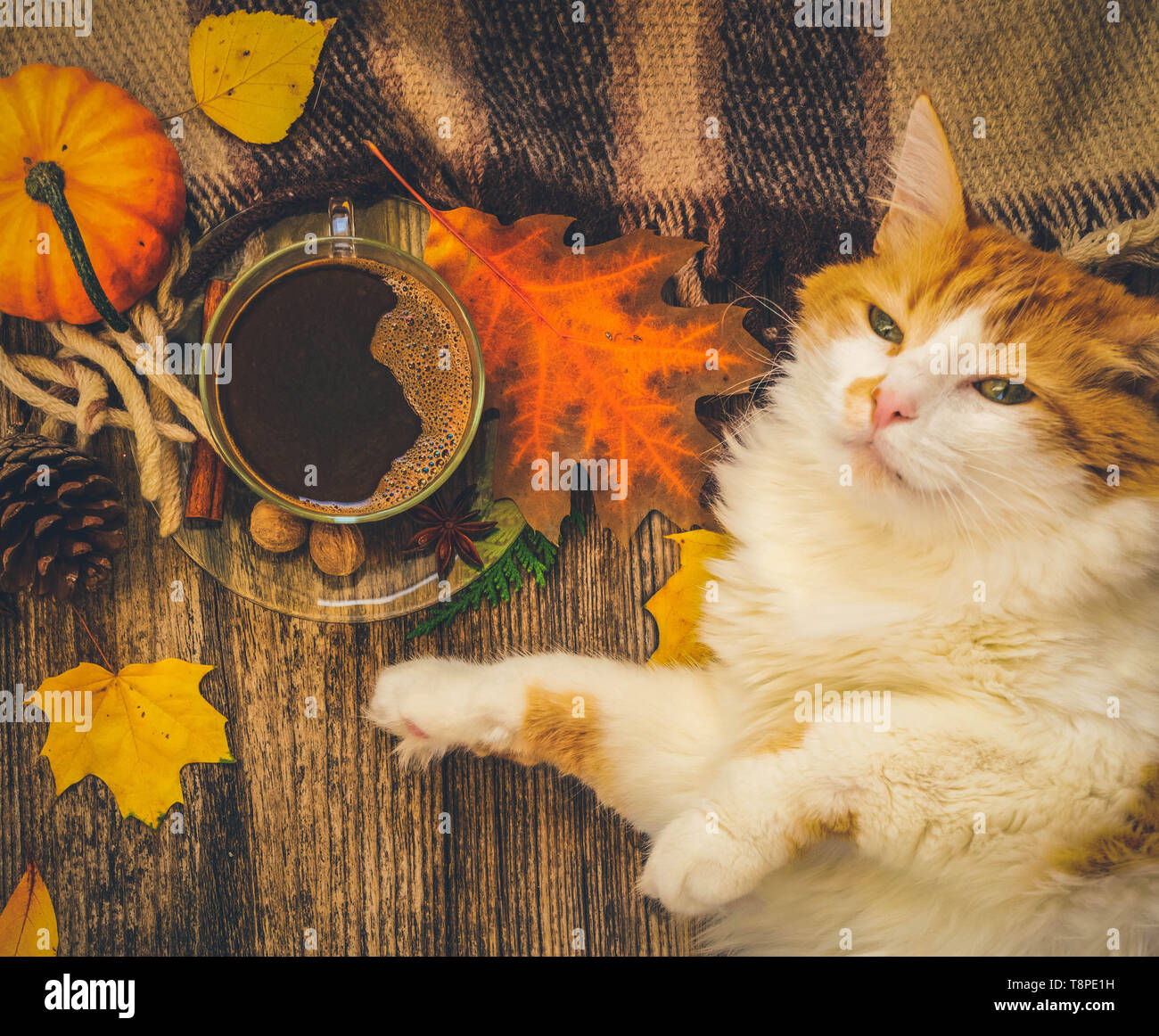 Fall plaid hi-res stock photography and images - Alamy