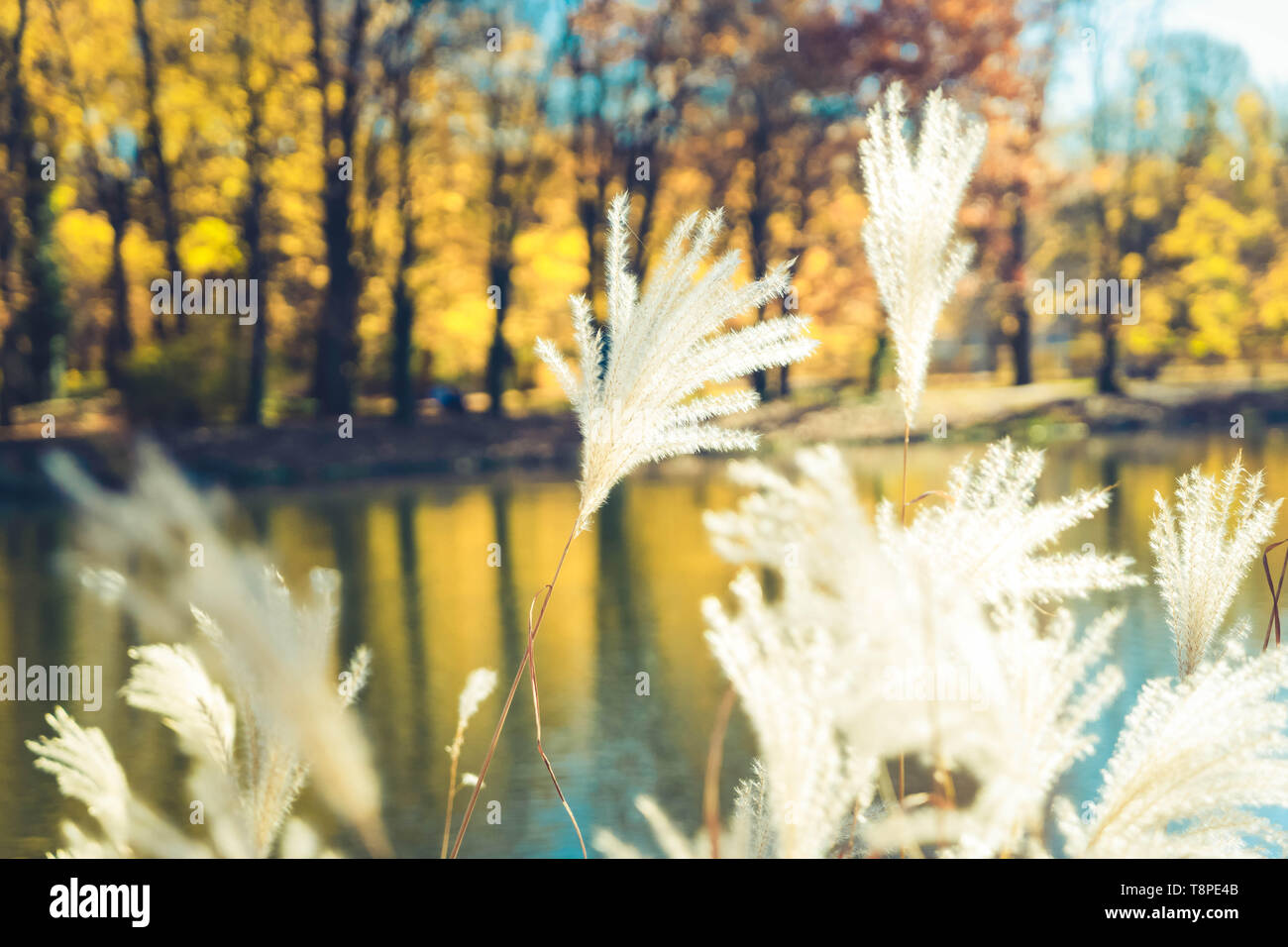 Vibrant fall foliage Stock Photo - Alamy