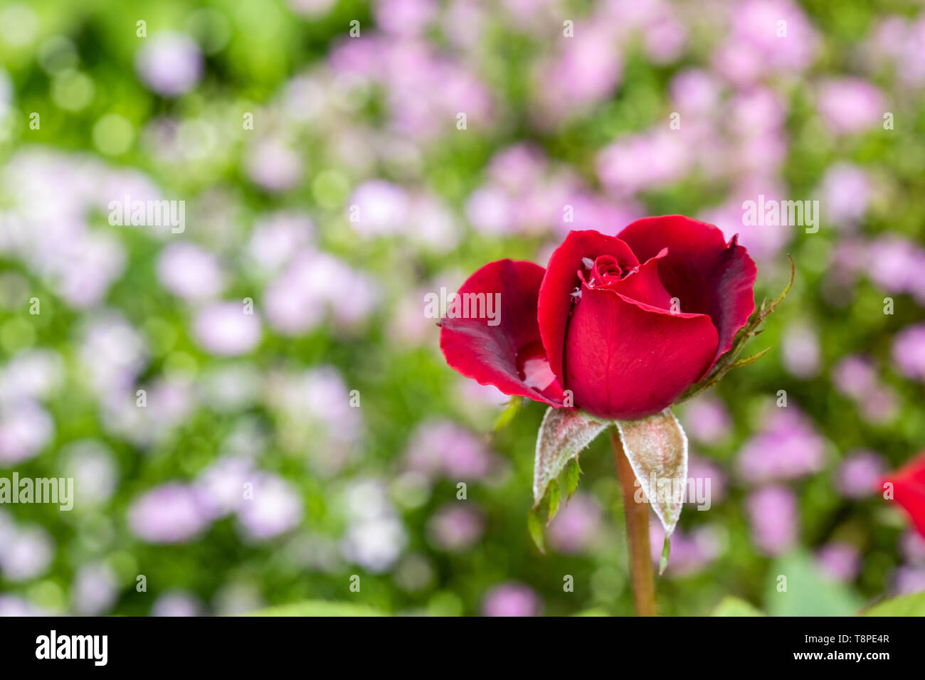 Single beautiful red rose with blurred background Stock Photo - Alamy