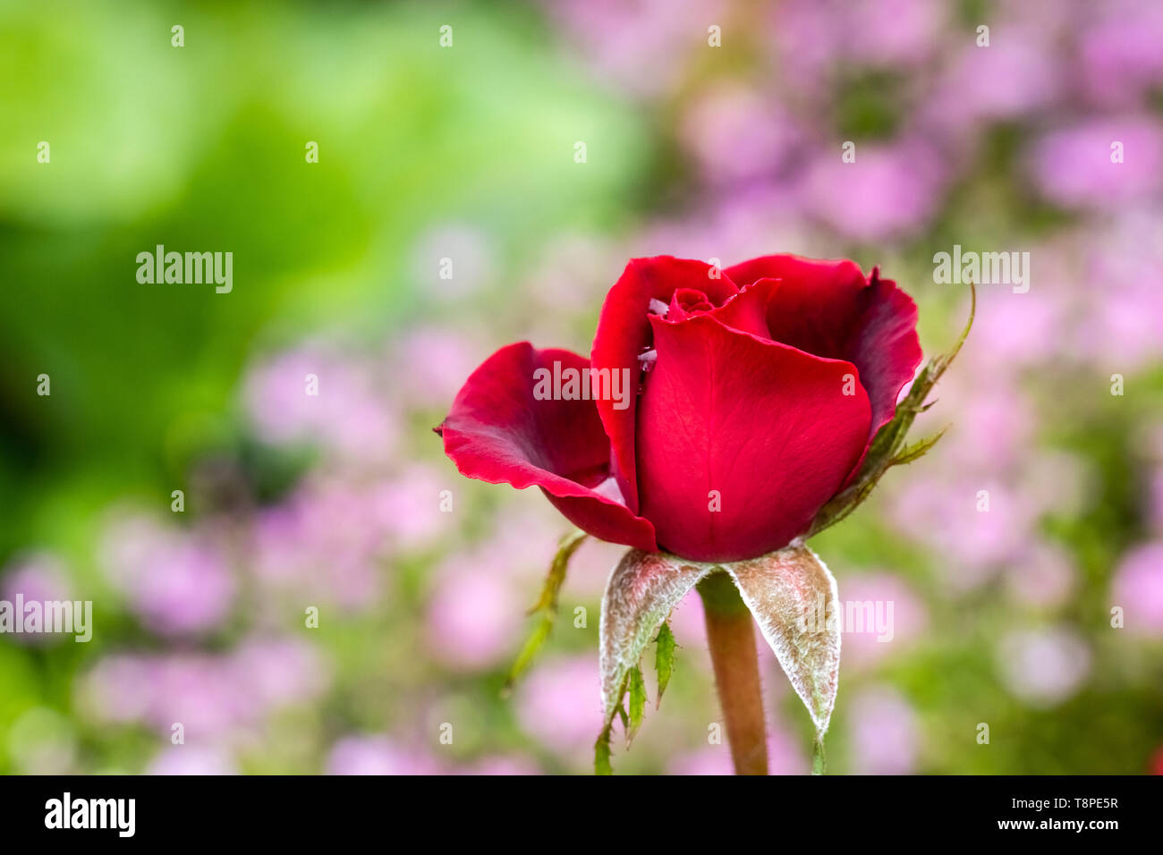 Single beautiful red rose with blurred background Stock Photo - Alamy