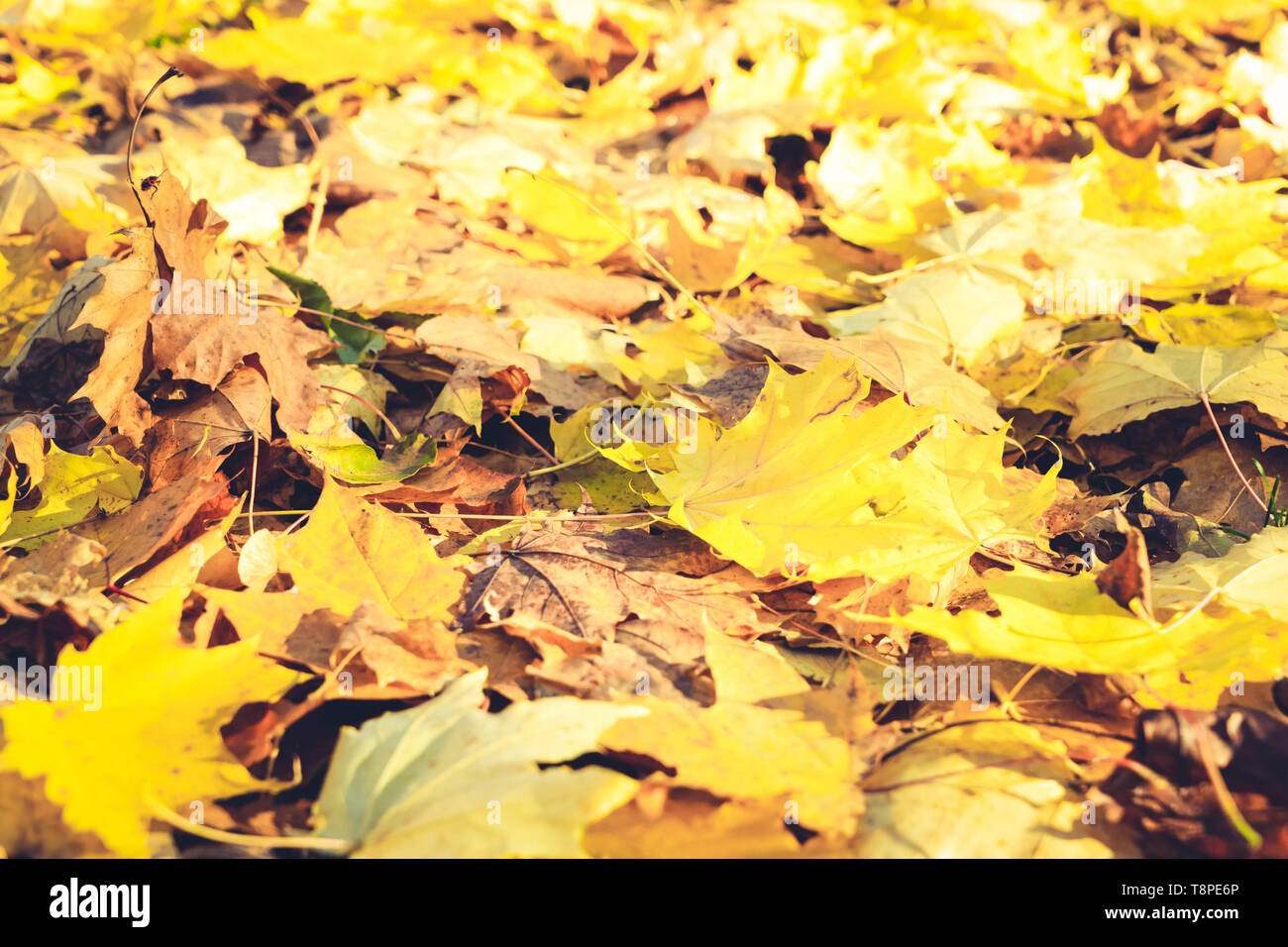 Vibrant fall foliage Stock Photo - Alamy