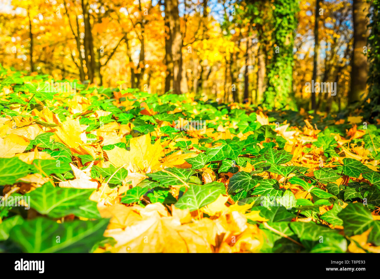 Vibrant fall foliage Stock Photo - Alamy
