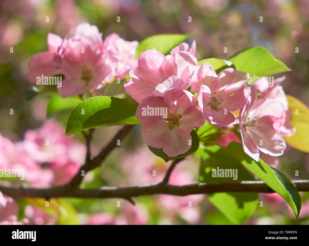 Pink apple tree hi-res stock photography and images - Alamy
