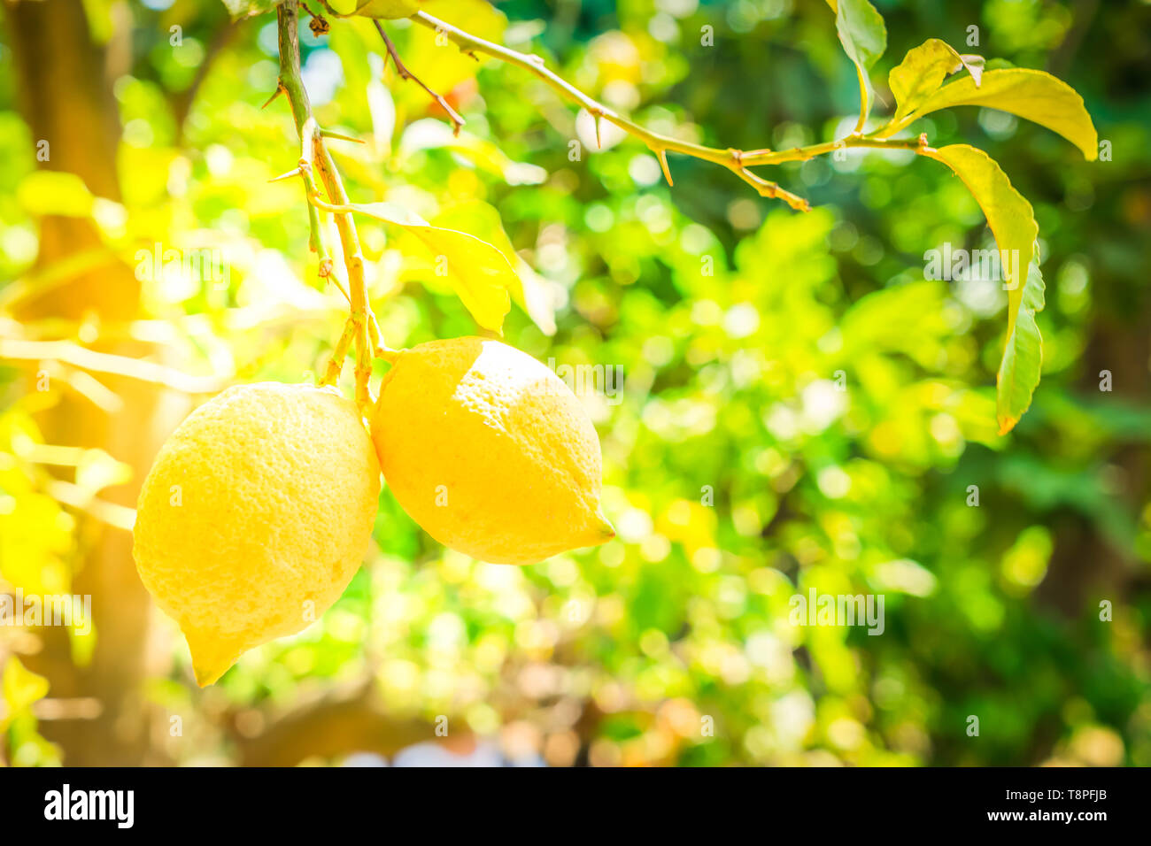 Lemon garden of Sorrento Stock Photo - Alamy