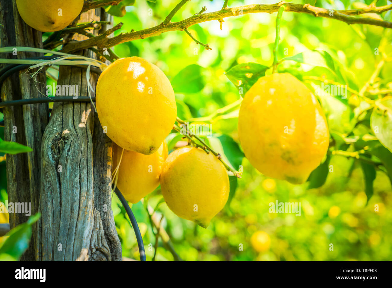 Lemon garden of Sorrento Stock Photo - Alamy