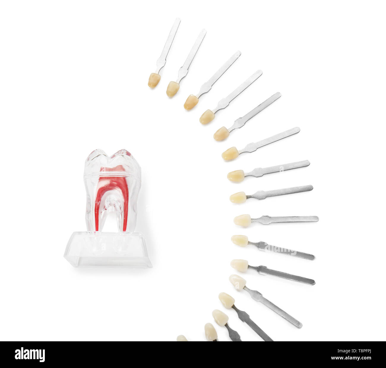Model of tooth with color samples on white background Stock Photo - Alamy