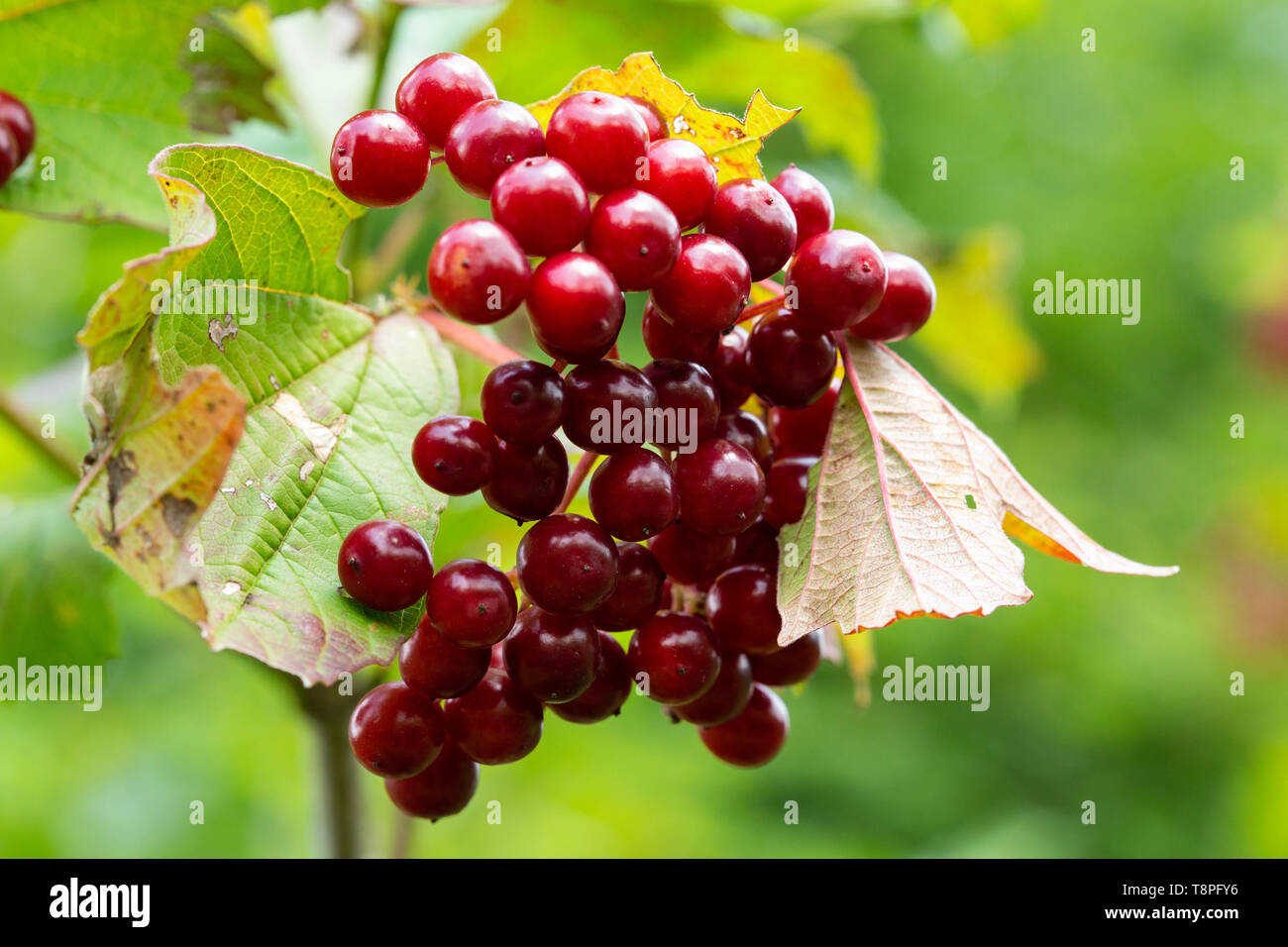 Red poison berry hi-res stock photography and images - Alamy