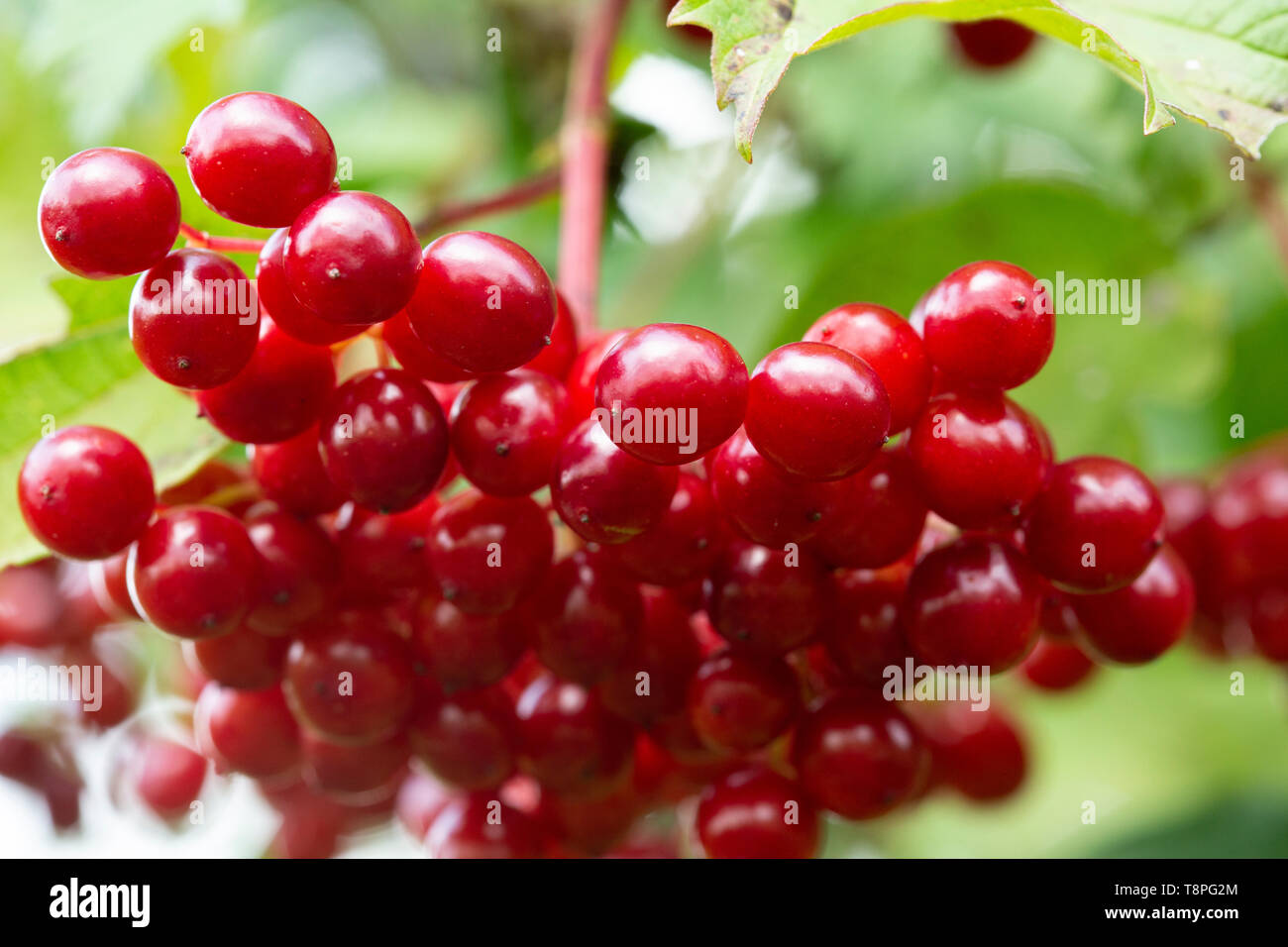 Shiny red berry bush hi-res stock photography and images - Alamy