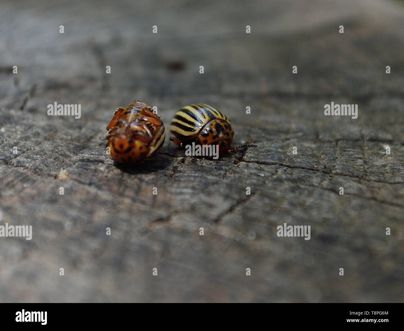 Two Colorado potato beetle, Leptinotarsa decemlineata Stock Photo - Alamy
